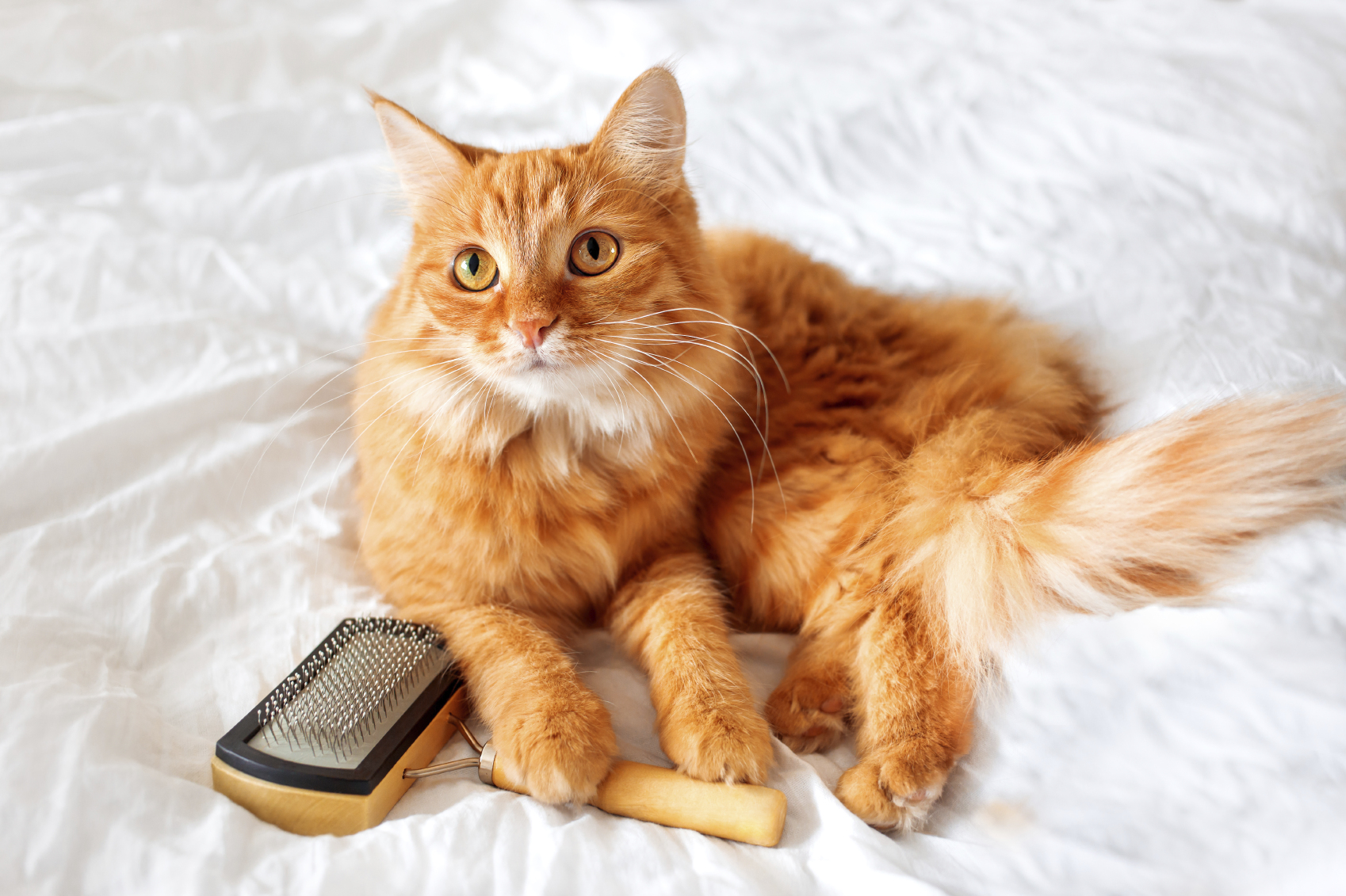 Cat Grooming Tips Blain s Farm Fleet Blog